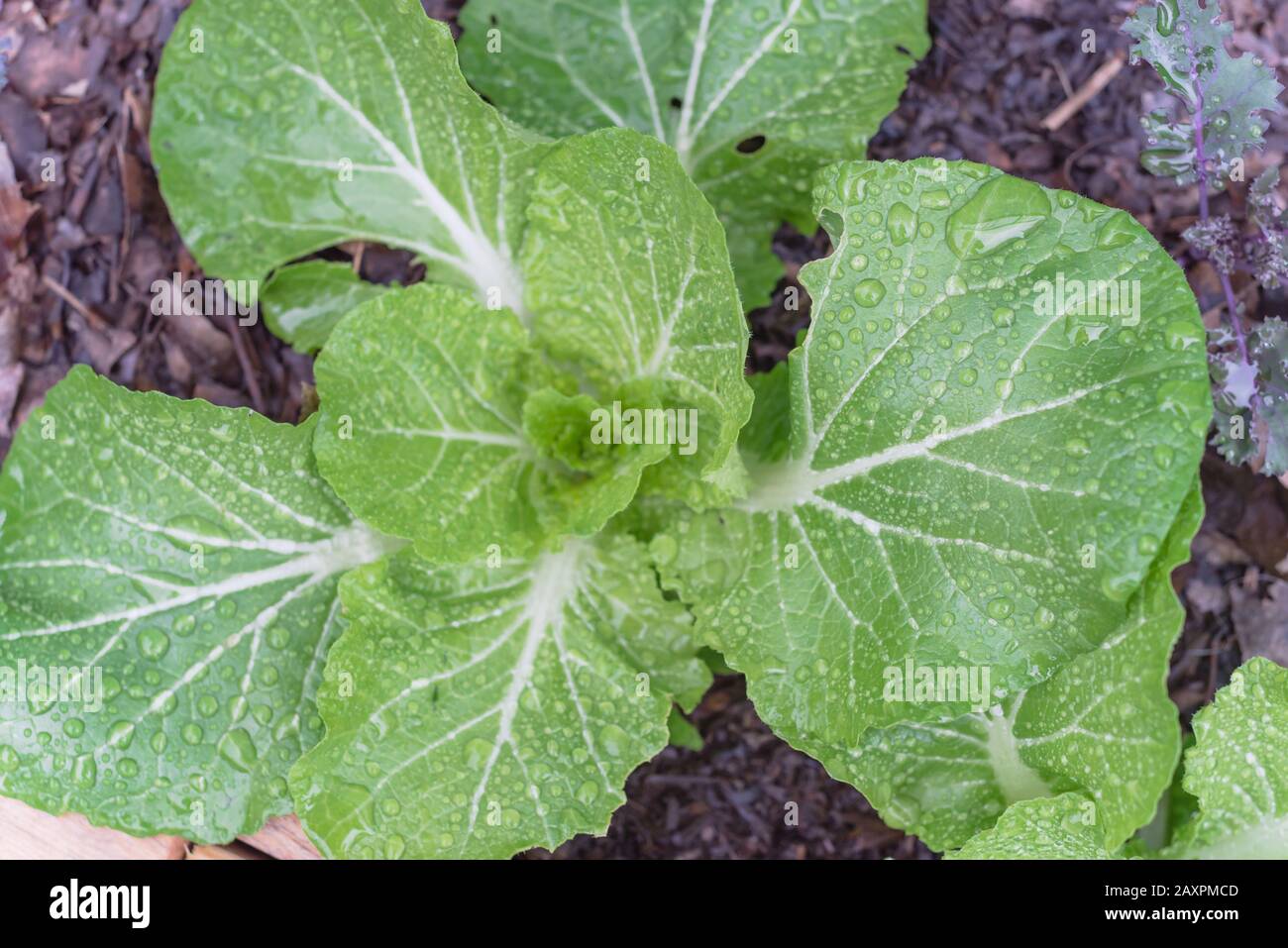 Garden red russian kale hi-res stock photography and images - Alamy