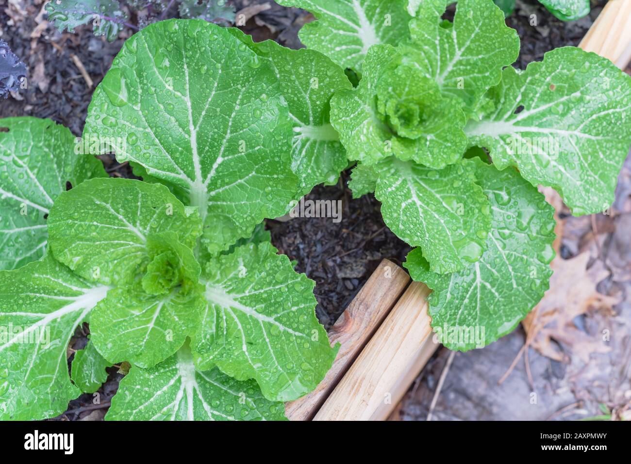 Garden red russian kale hi-res stock photography and images - Alamy