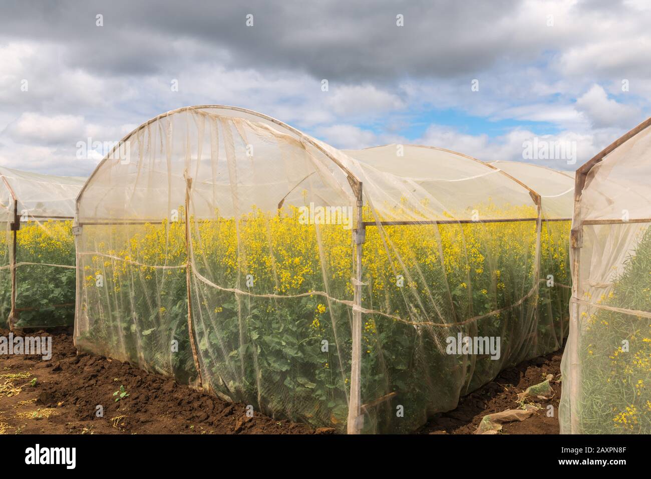 Oilseed rape growth in protective mesh netting greenhouse with ...