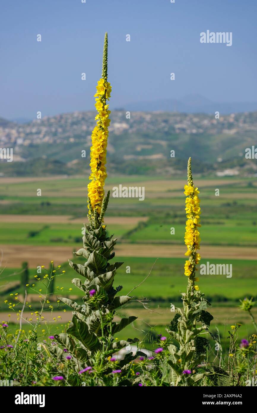 Lantern mullein hi-res stock photography and images - Alamy