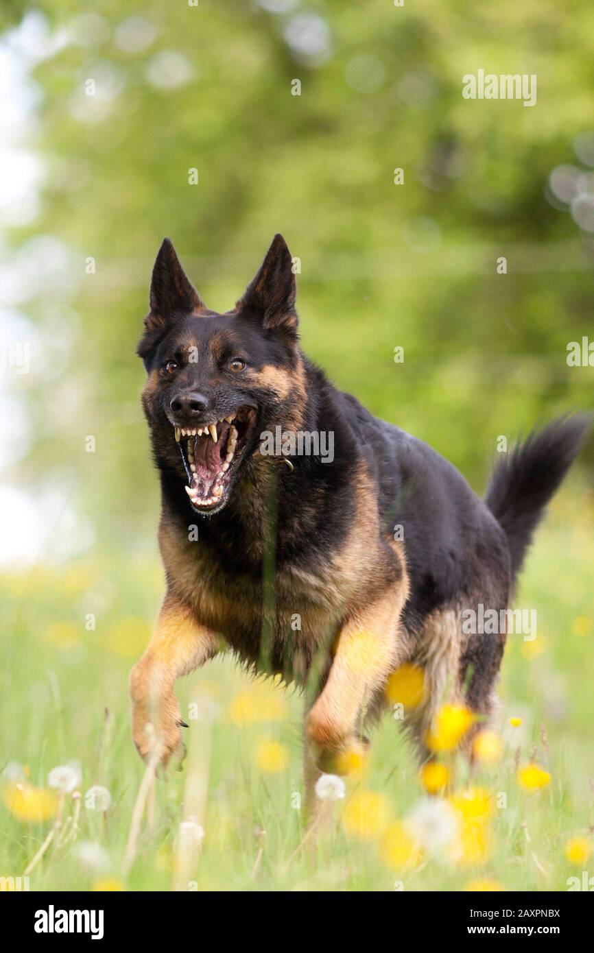 dog bite. Aggressive Dog run close with opened Mouth Stock Photo - Alamy