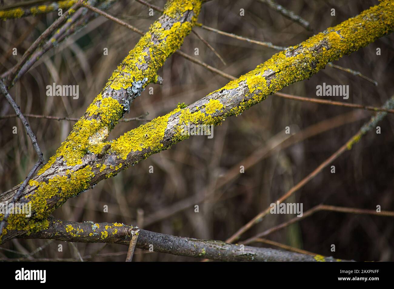 Yellow scale hi-res stock photography and images - Alamy