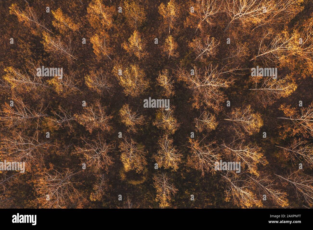 Top view of autumnal poplar tree forest from drone pov, aerial view of ...