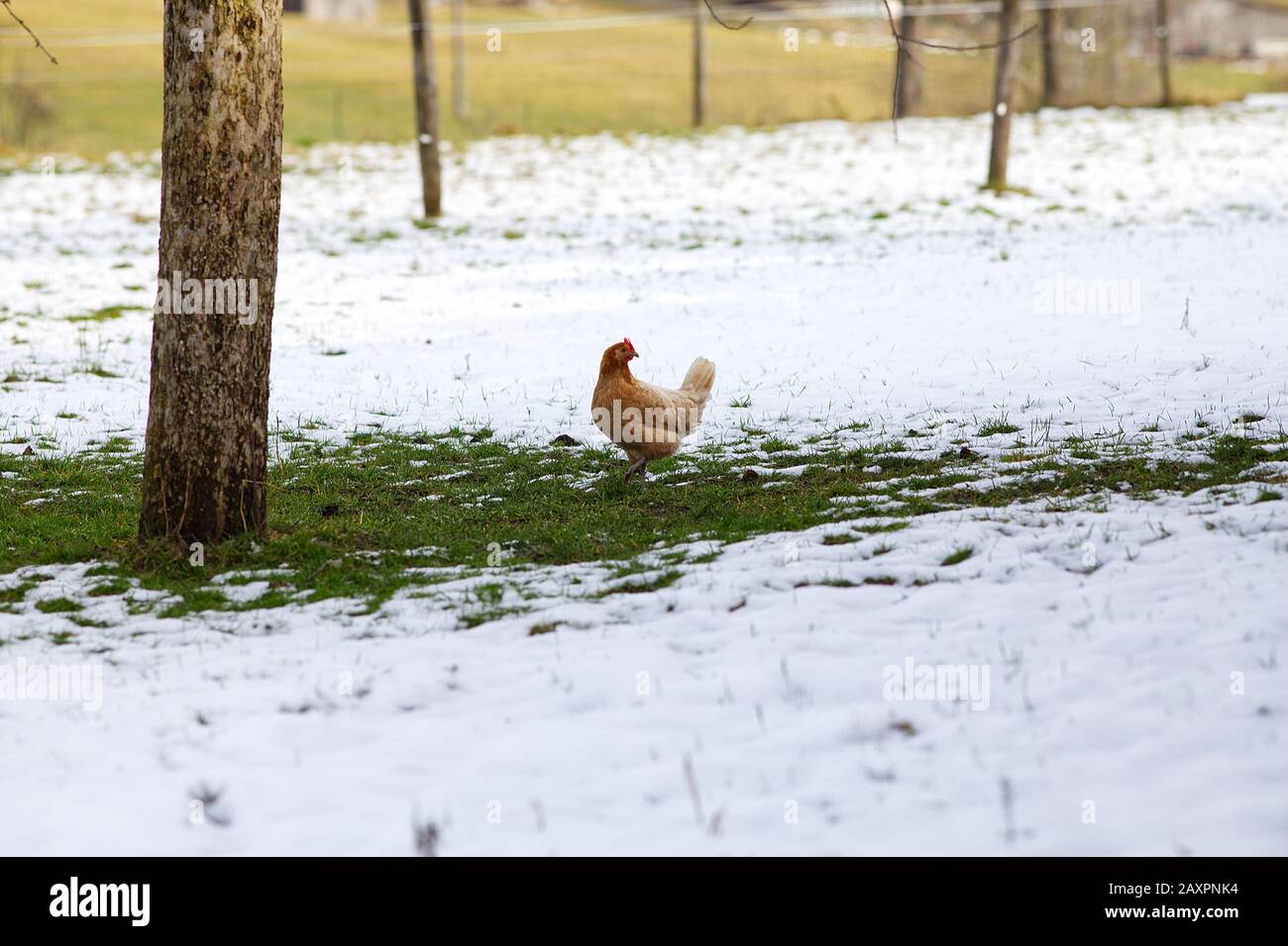chicken hen breed "Rheinländer Huhn" (Gallus gallus domesticus) in ...
