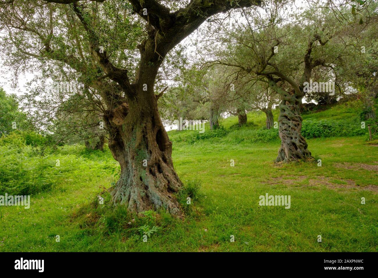 old olive trees, Apollonia, Qarier Fier, Albania Stock Photo - Alamy