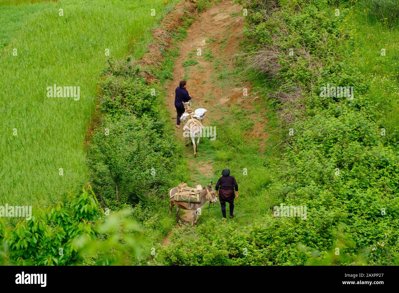 Women with donkey, Osum Valley, Skrapar, Qark Berat, Albania Stock ...
