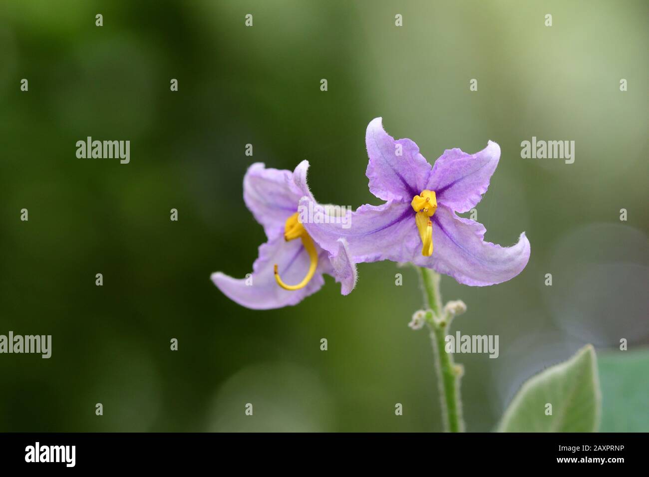 Close up of flowers on a solanum plant Stock Photo - Alamy