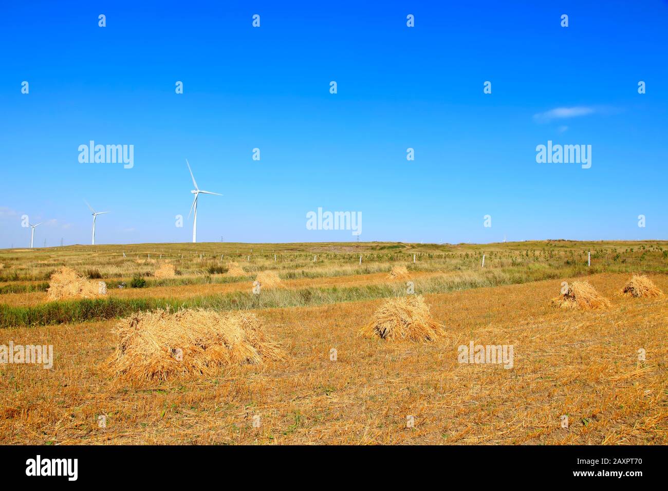 Autumn terraces and wind turbines Stock Photo - Alamy