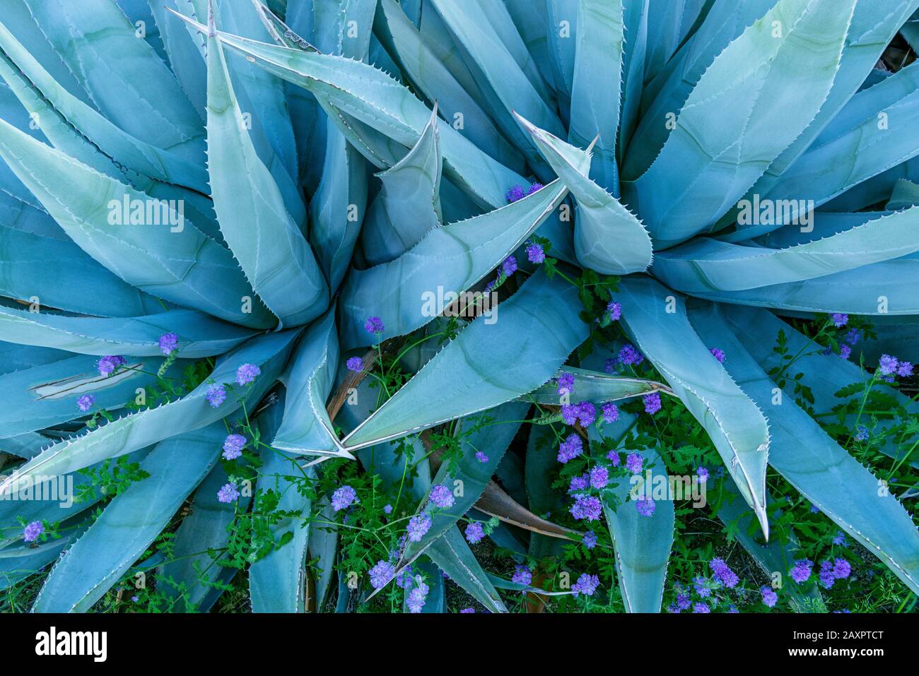 Mescal plant hi-res stock photography and images - Alamy