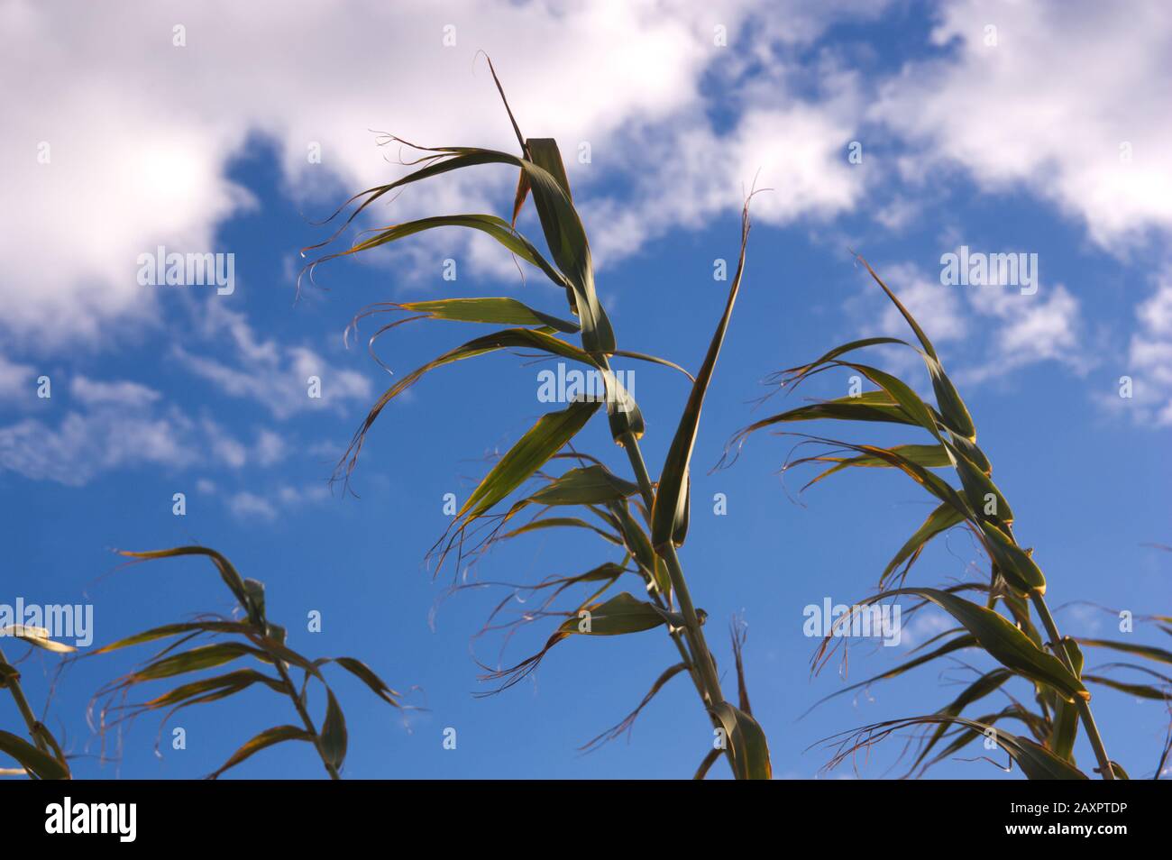 Landscape image of the upper part of some reeds in a typical ...