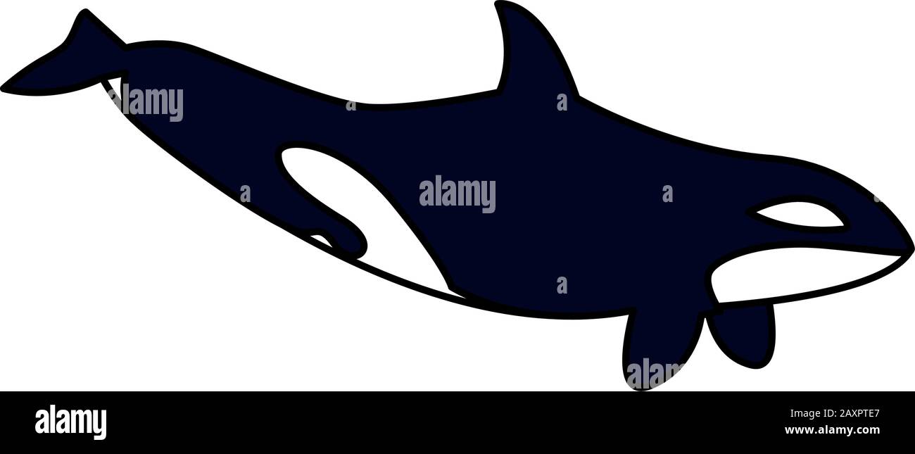killer whale on a white background vector illustration design Stock ...