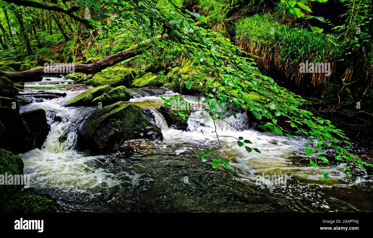 The Golitha Falls near Bodmin Moor in Cornwall are a series of ...