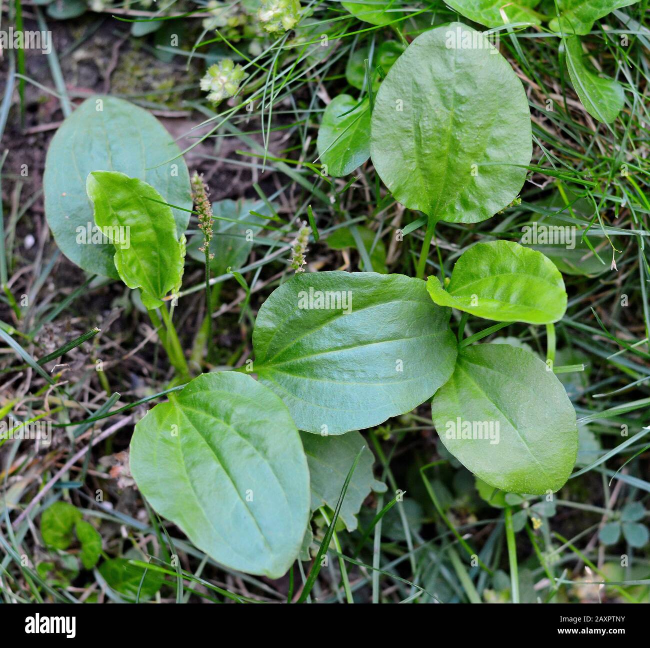fresh plantain leaves in a natural environment (Plantago Major Stock ...