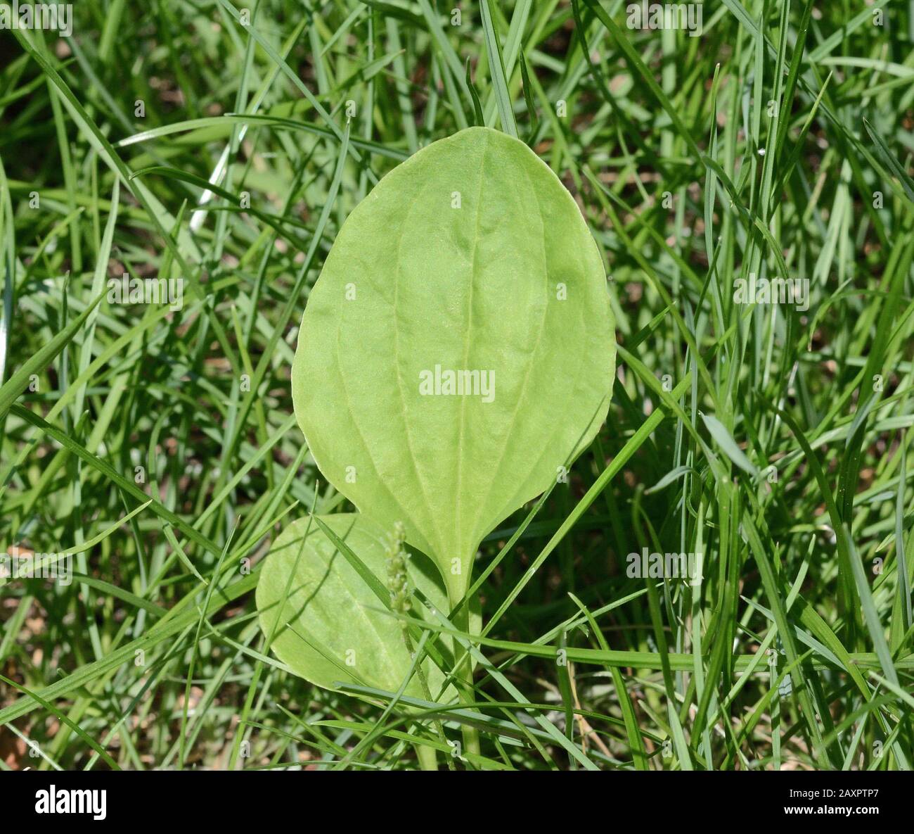 fresh plantain leaves in a natural environment (Plantago Major Stock ...