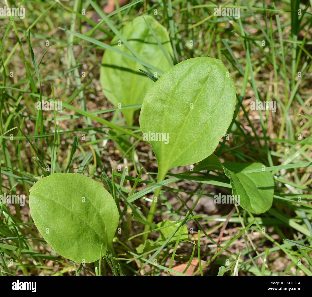 fresh plantain leaves in a natural environment (Plantago Major Stock ...