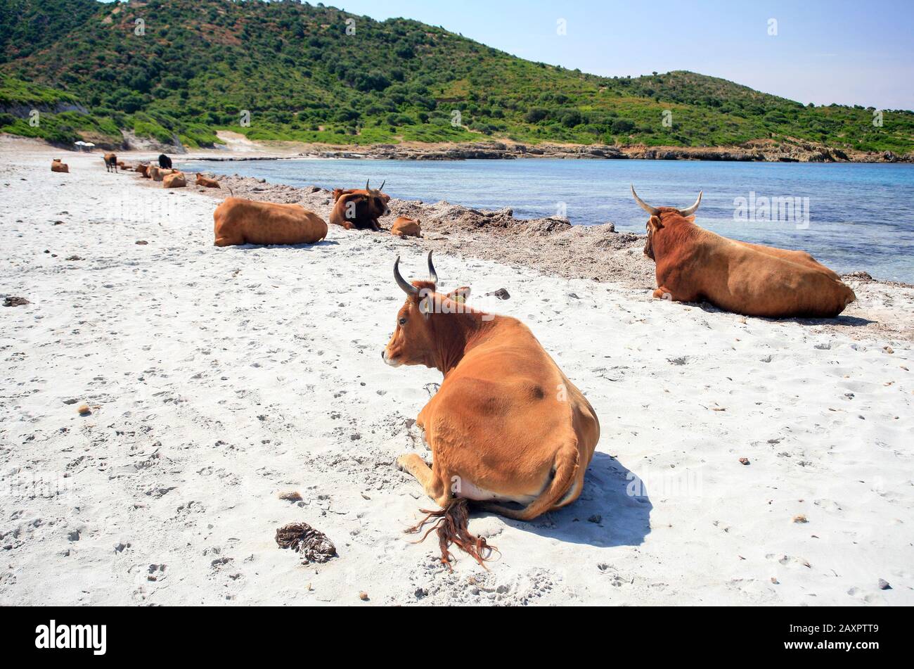 Cows on beach, Sardinia, Italy Stock Photo - Alamy