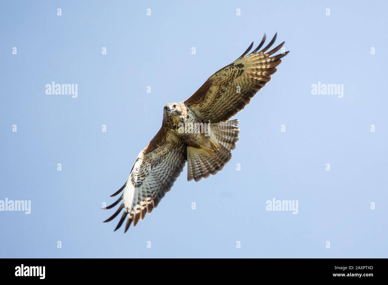 Buzzard photo hi-res stock photography and images - Alamy