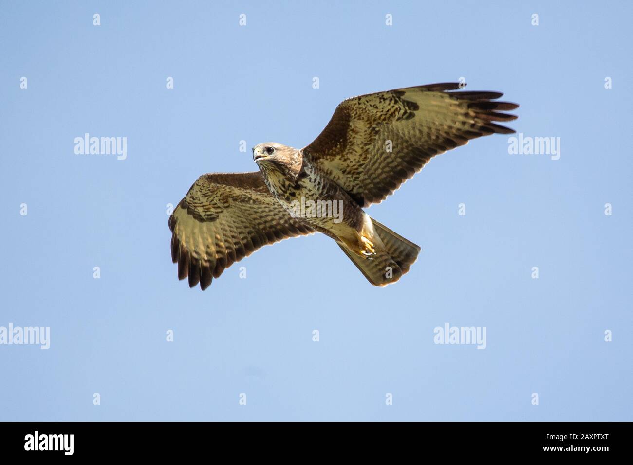 Fauna buzzard hi-res stock photography and images - Alamy