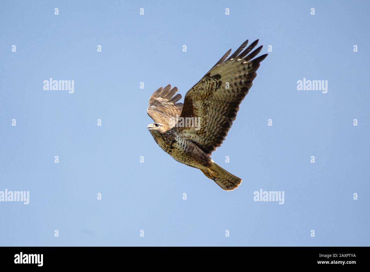 Buzzard photo hi-res stock photography and images - Alamy