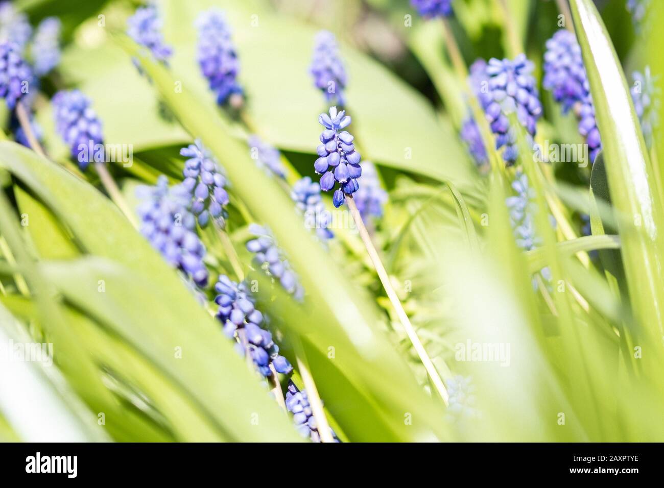 Lavender blue colour hi-res stock photography and images - Alamy