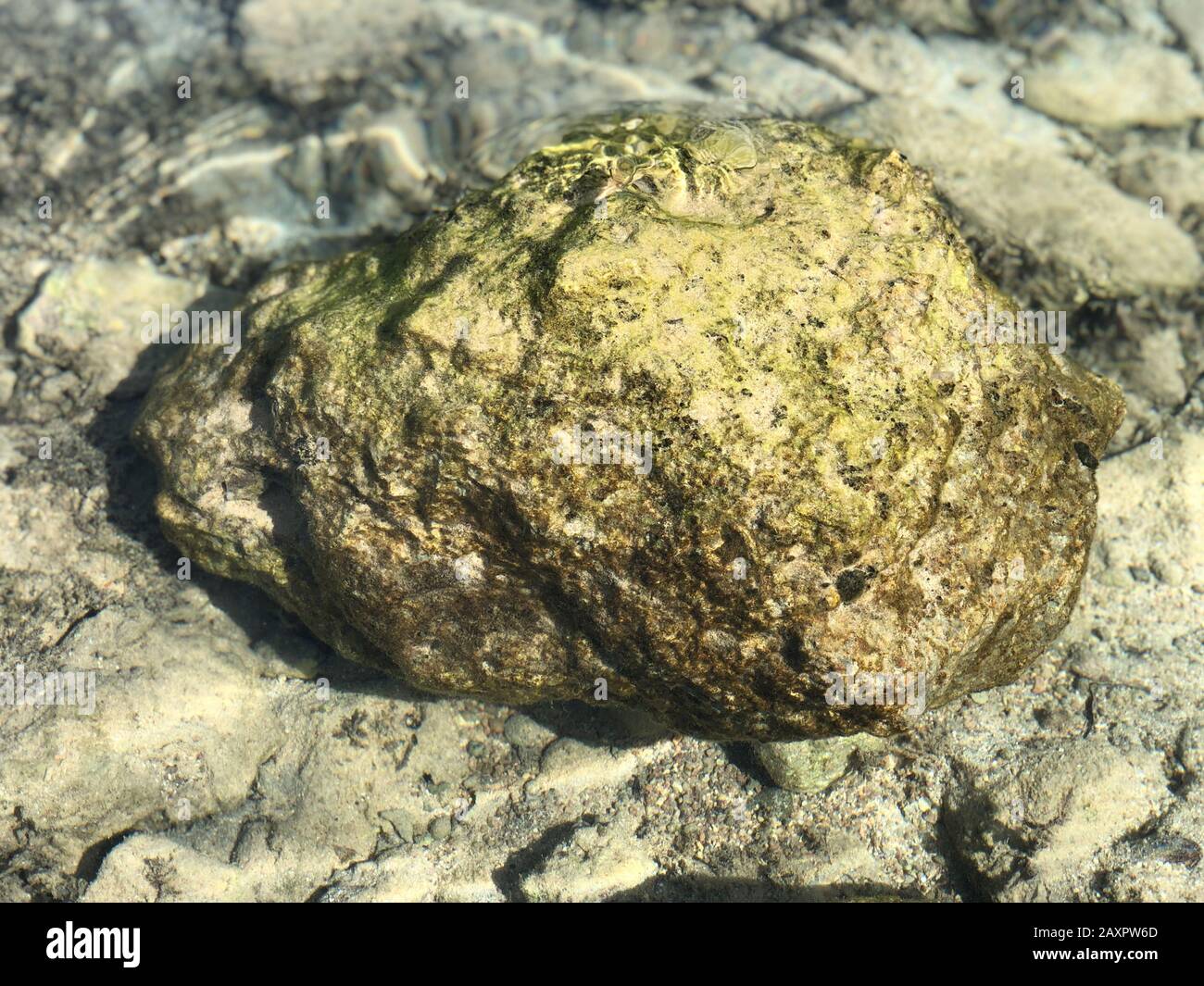 Stone with algae in the clear water. Tropical Sea bottom Stock Photo ...