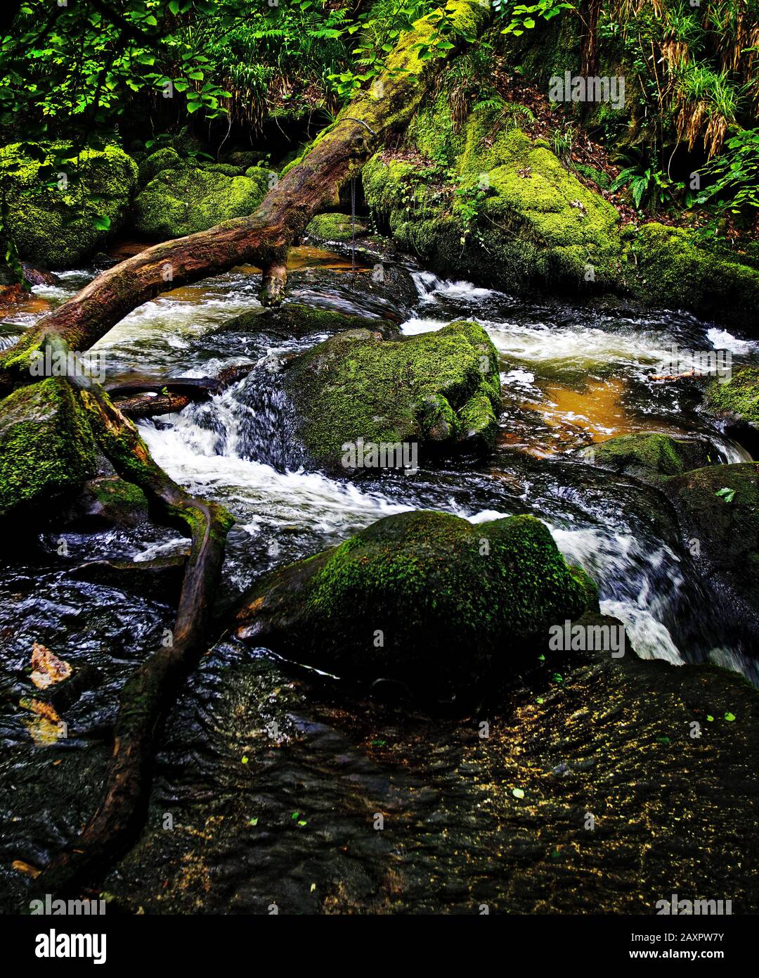 The Golitha Falls near Bodmin Moor in Cornwall are a series of ...
