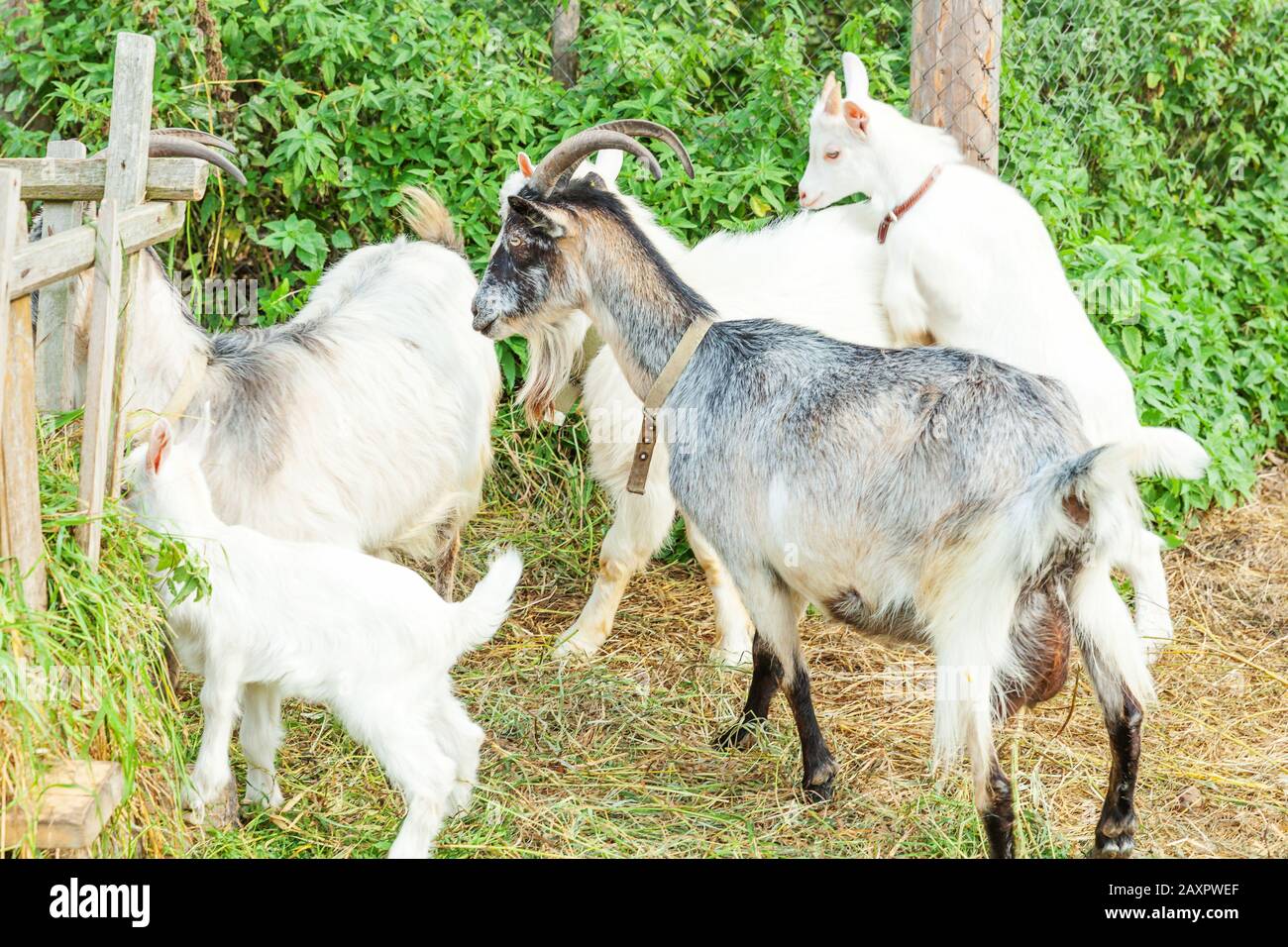 Cute chick goat relaxing in ranch farm in summer day. Domestic goats ...