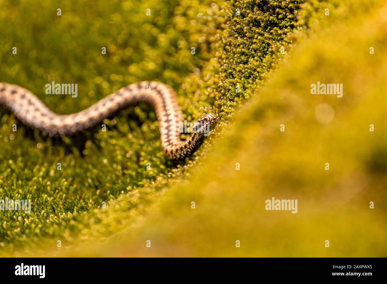 Fauna of reptiles hi-res stock photography and images - Alamy