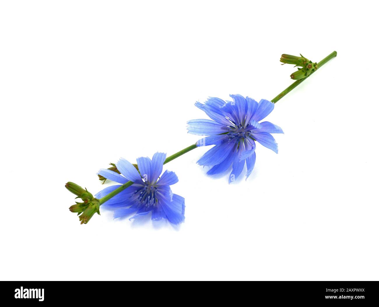Chicory ordinary (lat. Chicory common) isolated on white background ...