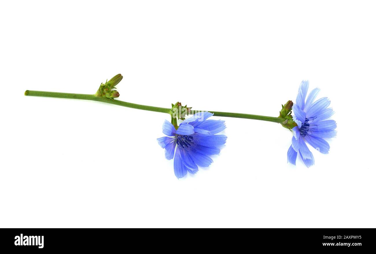 Chicory ordinary (lat. Chicory common) isolated on white background ...