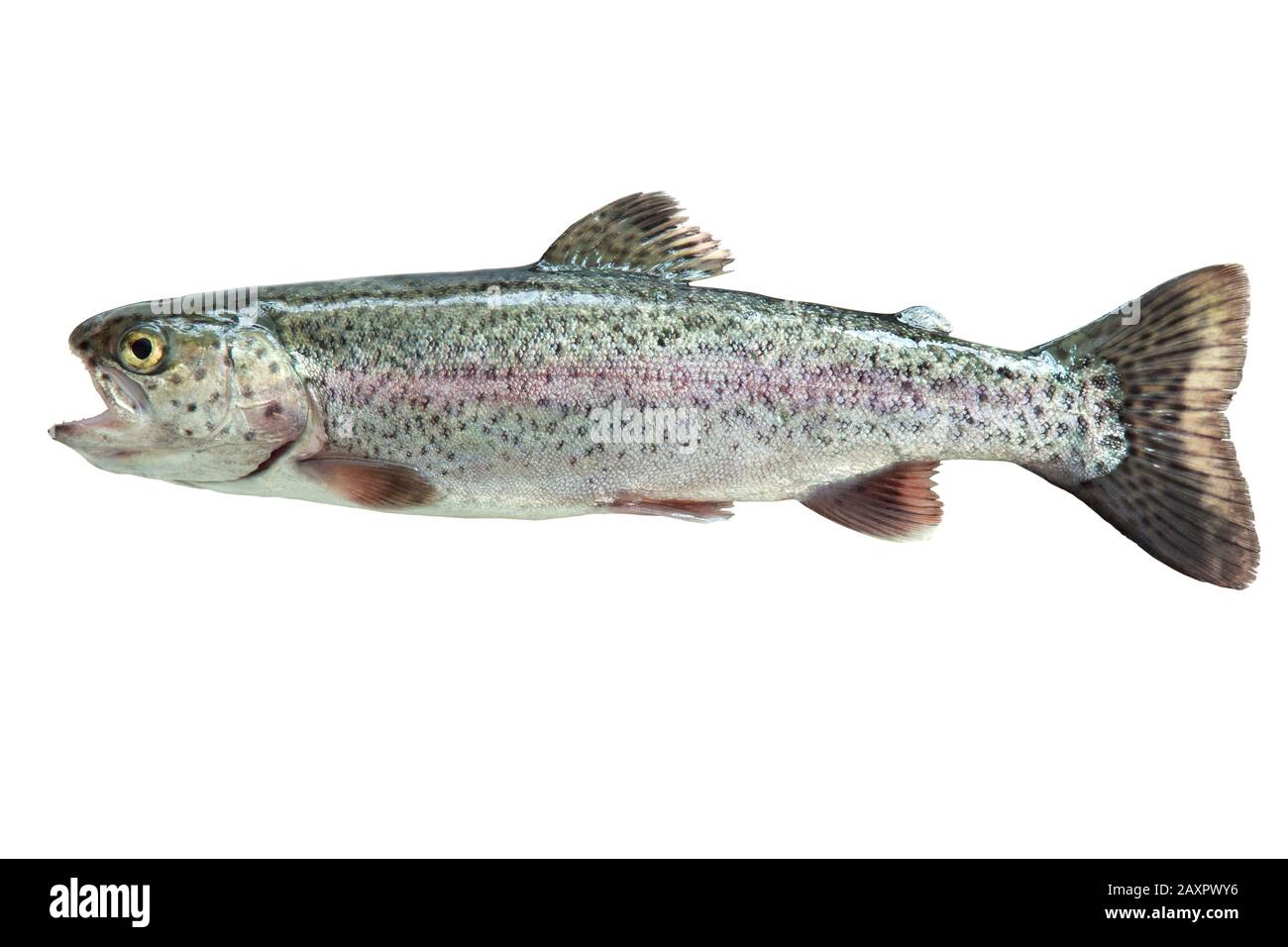 Freshwater fish trout hi-res stock photography and images - Alamy
