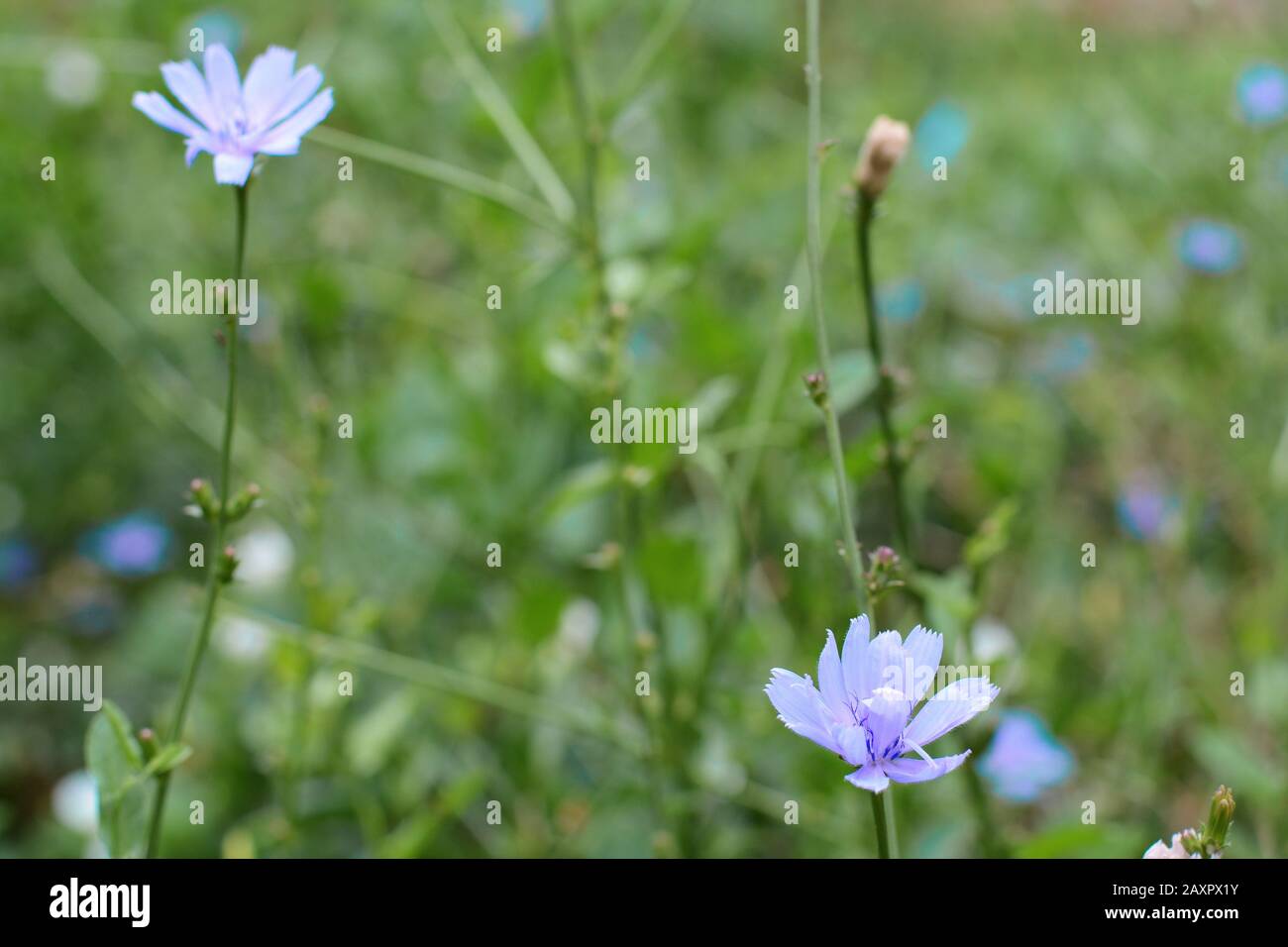 Chicory ordinary (lat. Chicory common) Blue common chicory flower Latin ...