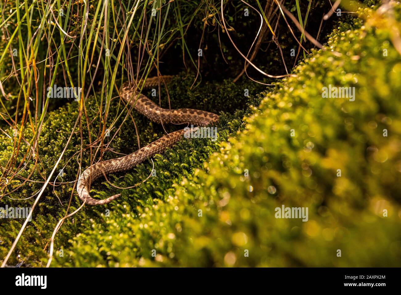 Alpine Snakes High Resolution Stock Photography and Images - Alamy