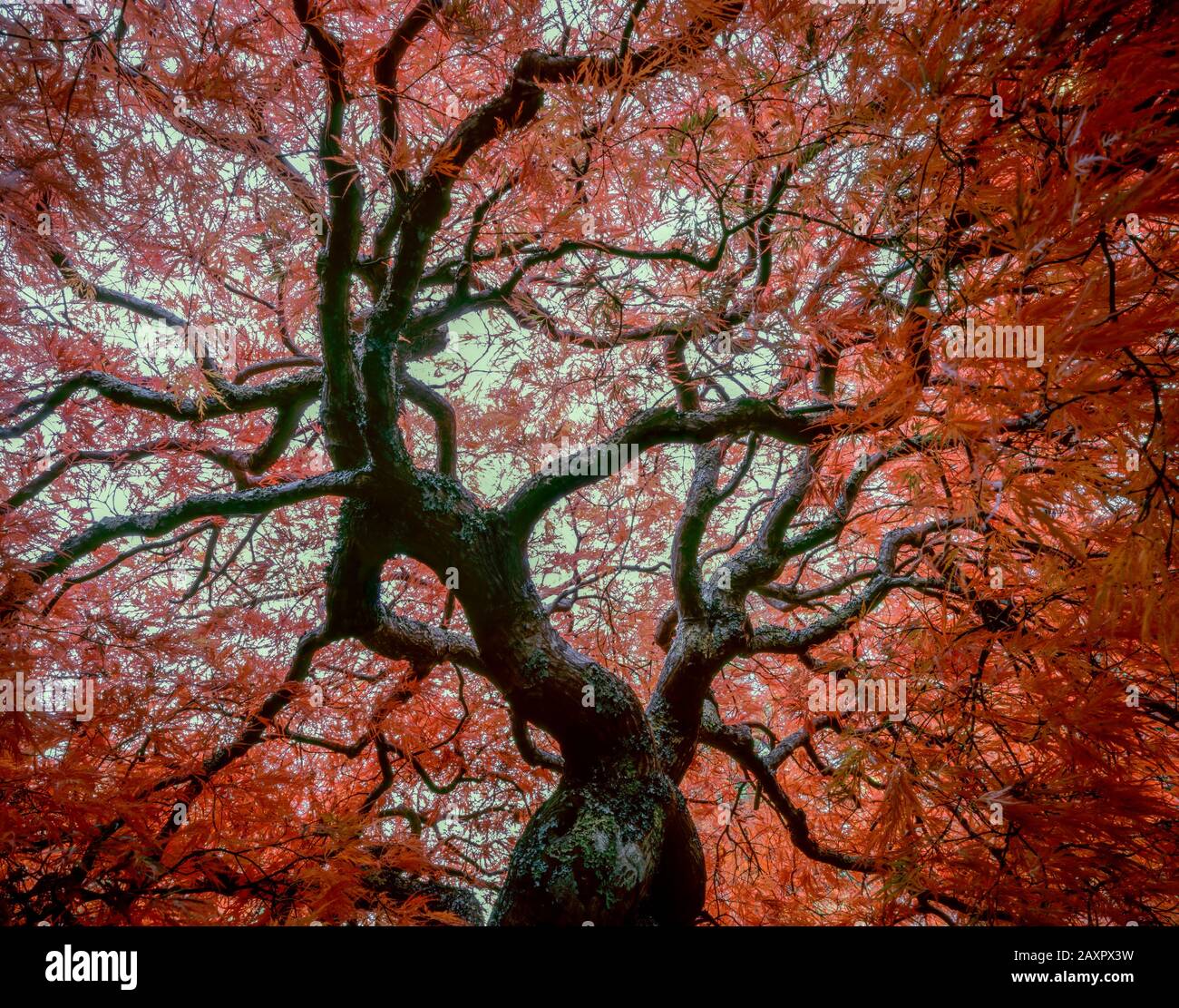 Late Autumn Japanese Maple, Lace Leaf, Acer Palmatum, Fern Canyon ...