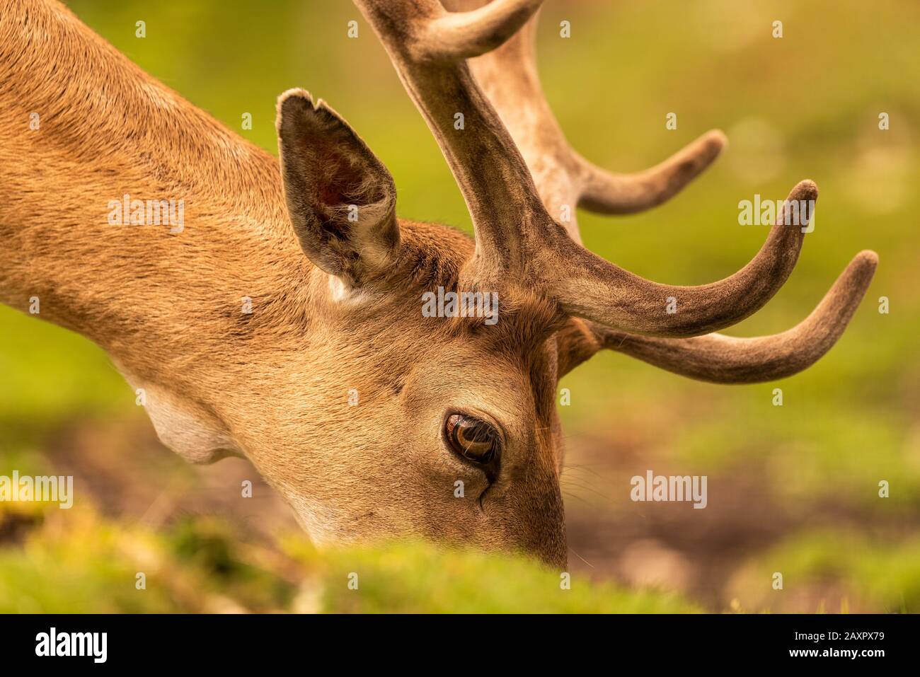 A fallow deer with antlers in portrait Stock Photo - Alamy