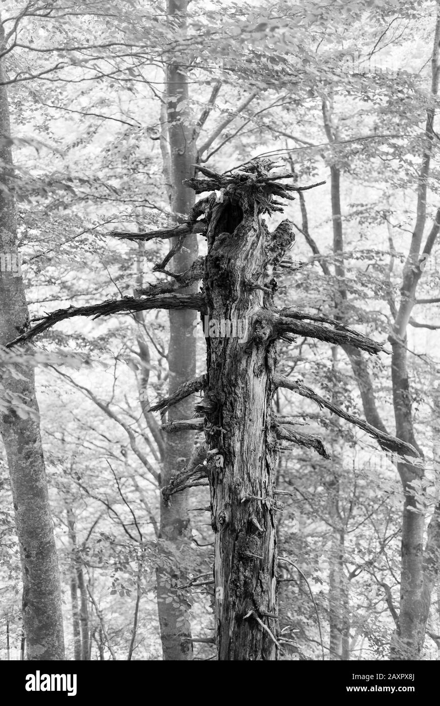A dead tree in the Karwendel looks spooky Stock Photo - Alamy