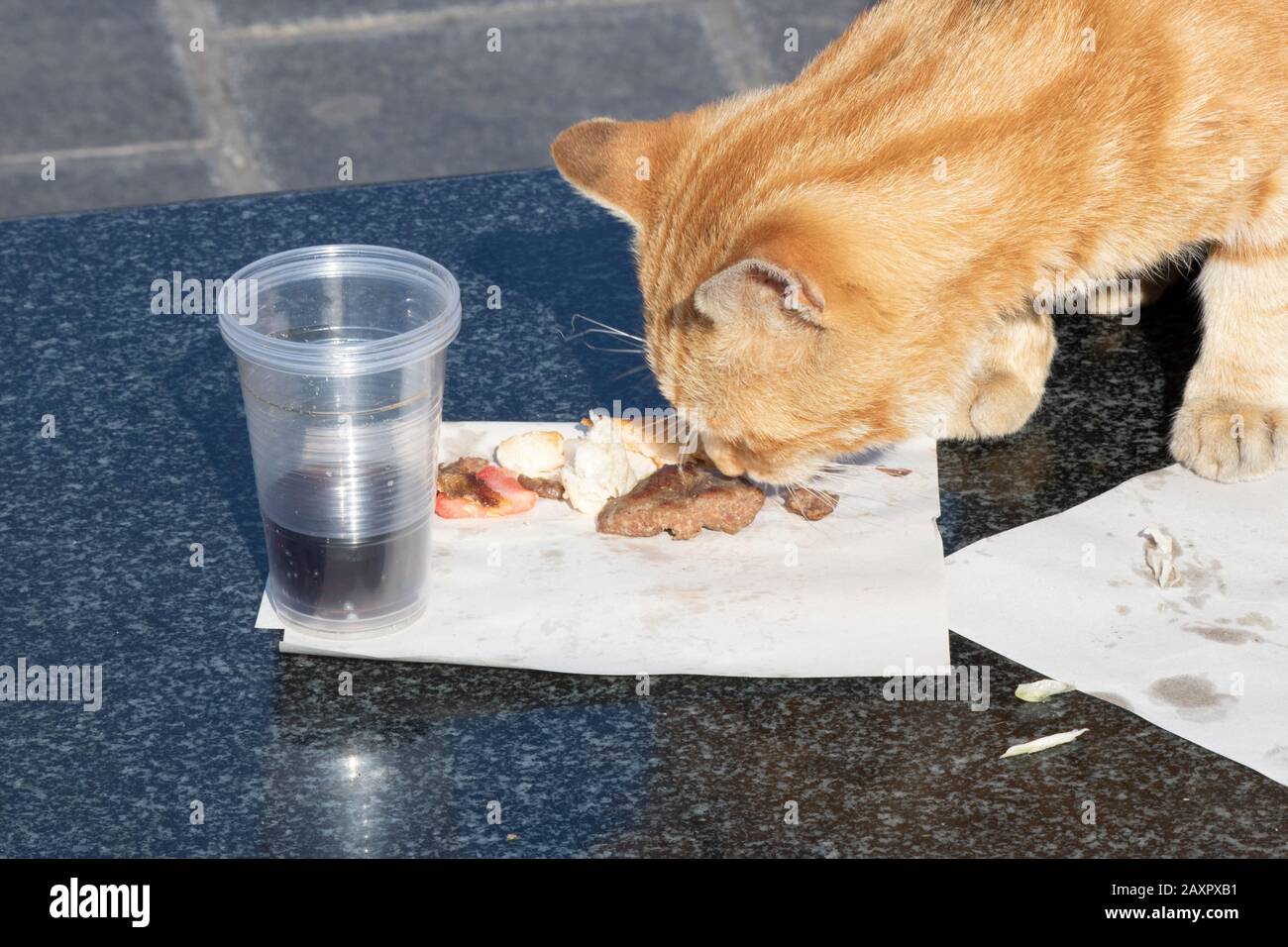 Cola The Cat