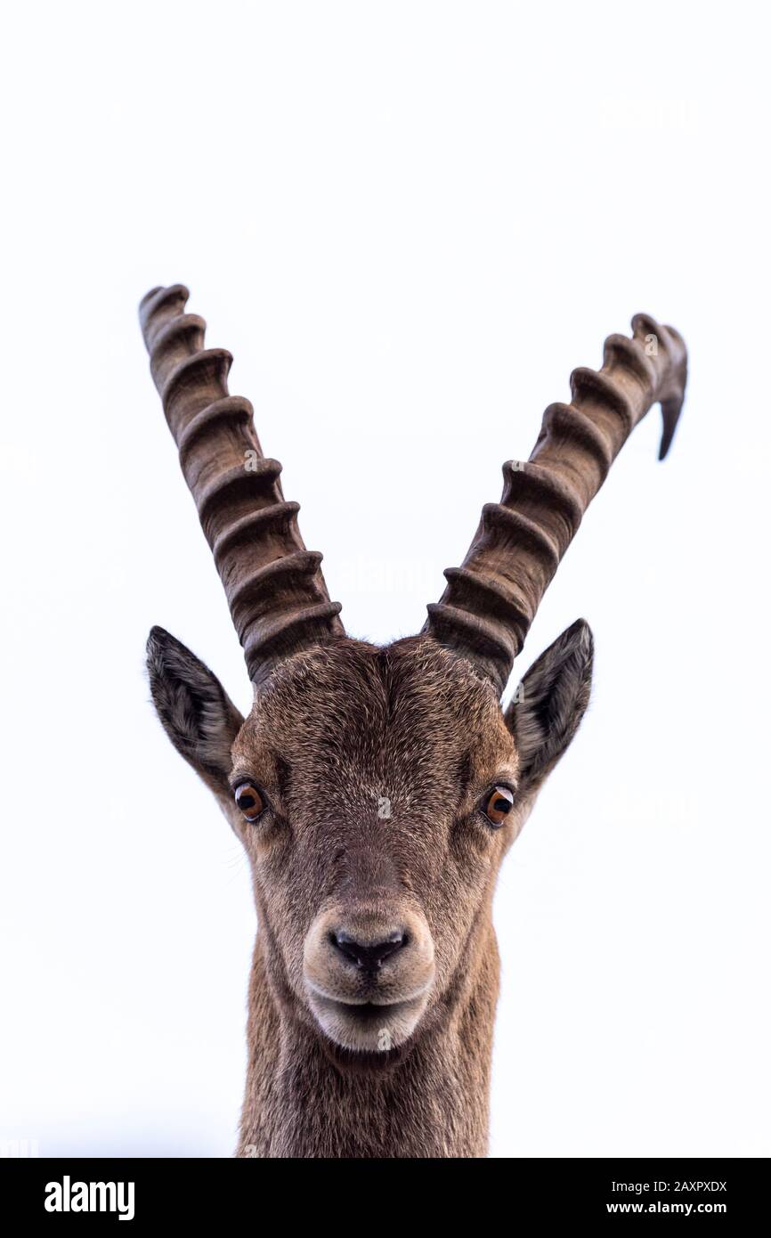 Alpine ibex in karwendel in portrait hi-res stock photography and ...