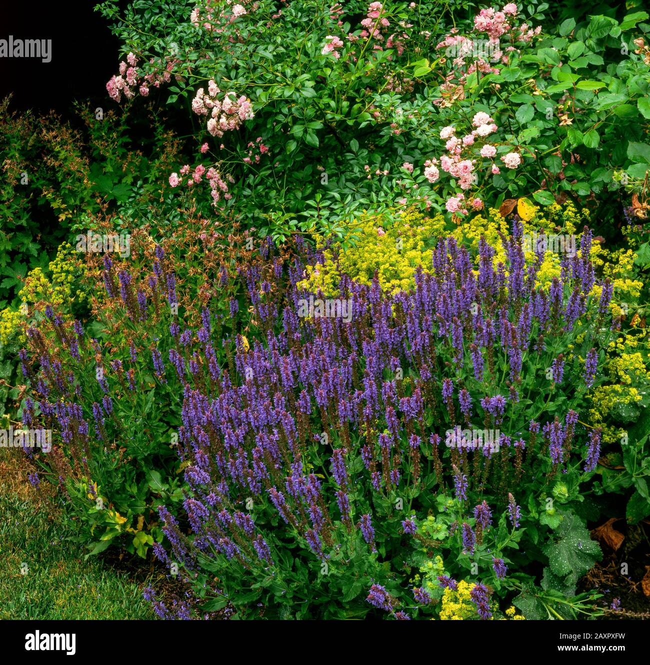 Floribunda Roses, Flower Garden, Fern Canyon Garden, Mill Valley ...