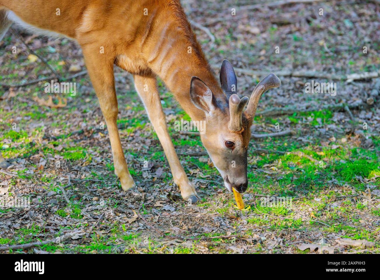 Deerr forest hi-res stock photography and images - Alamy
