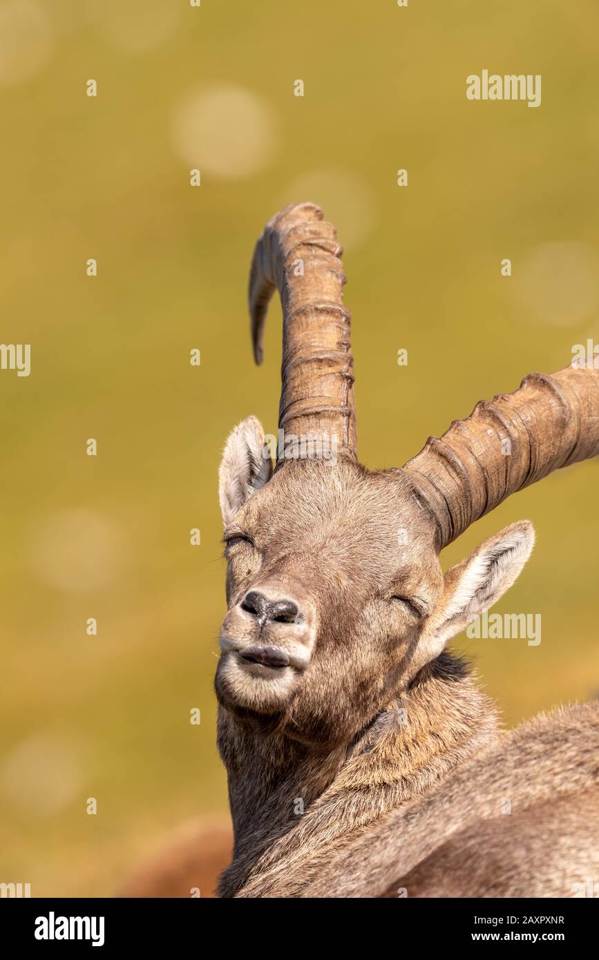 Ibex environment hi-res stock photography and images - Alamy