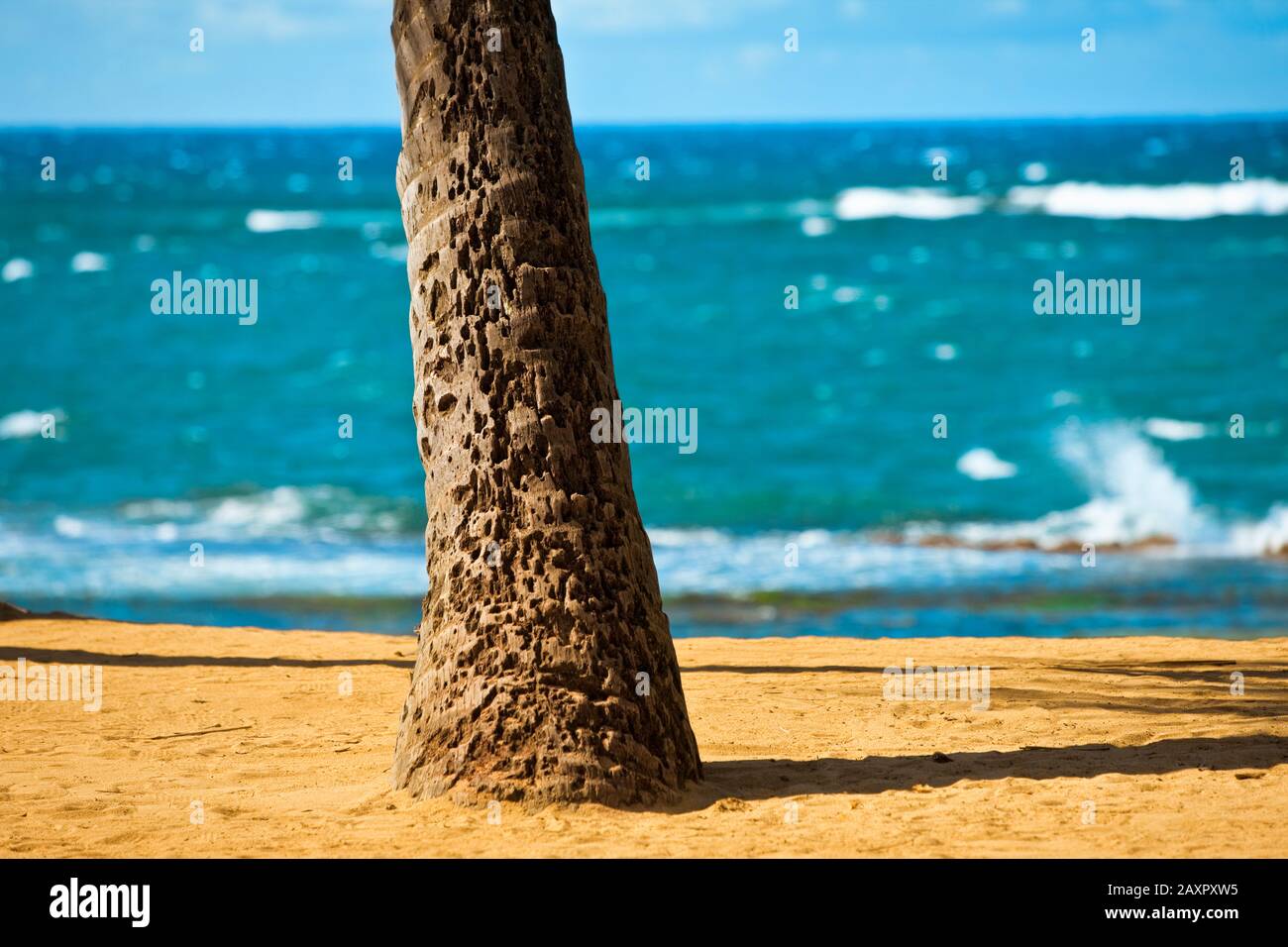 Trunk of a palm tree on an empty tropical beach Stock Photo - Alamy