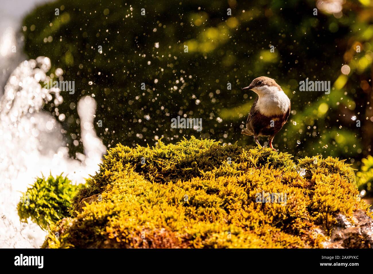 A stream bed hi-res stock photography and images - Alamy