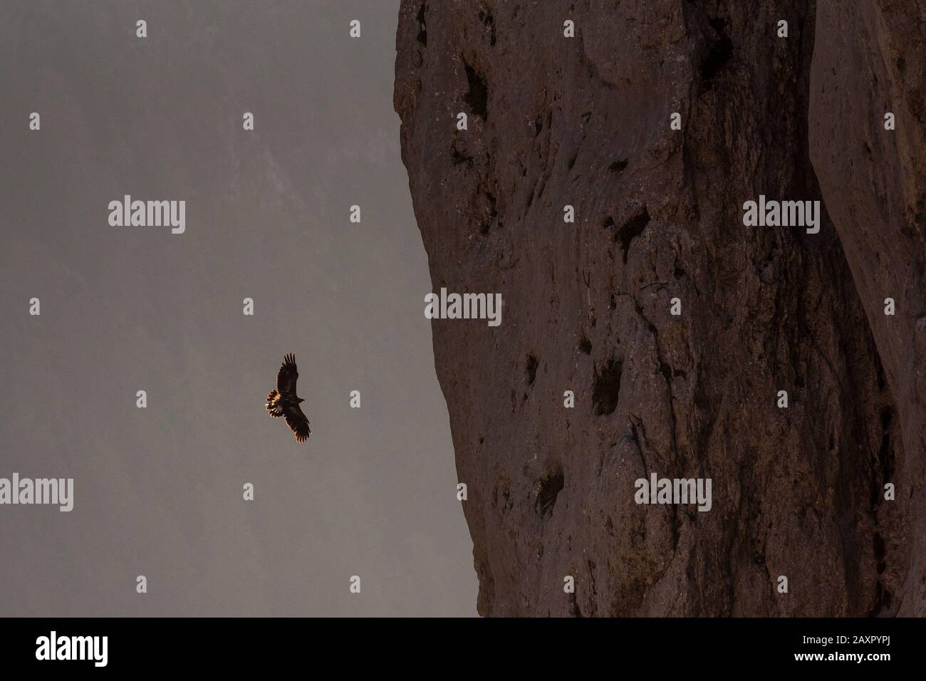 A golden eagle flies in the evening light around a steep wall in the ...