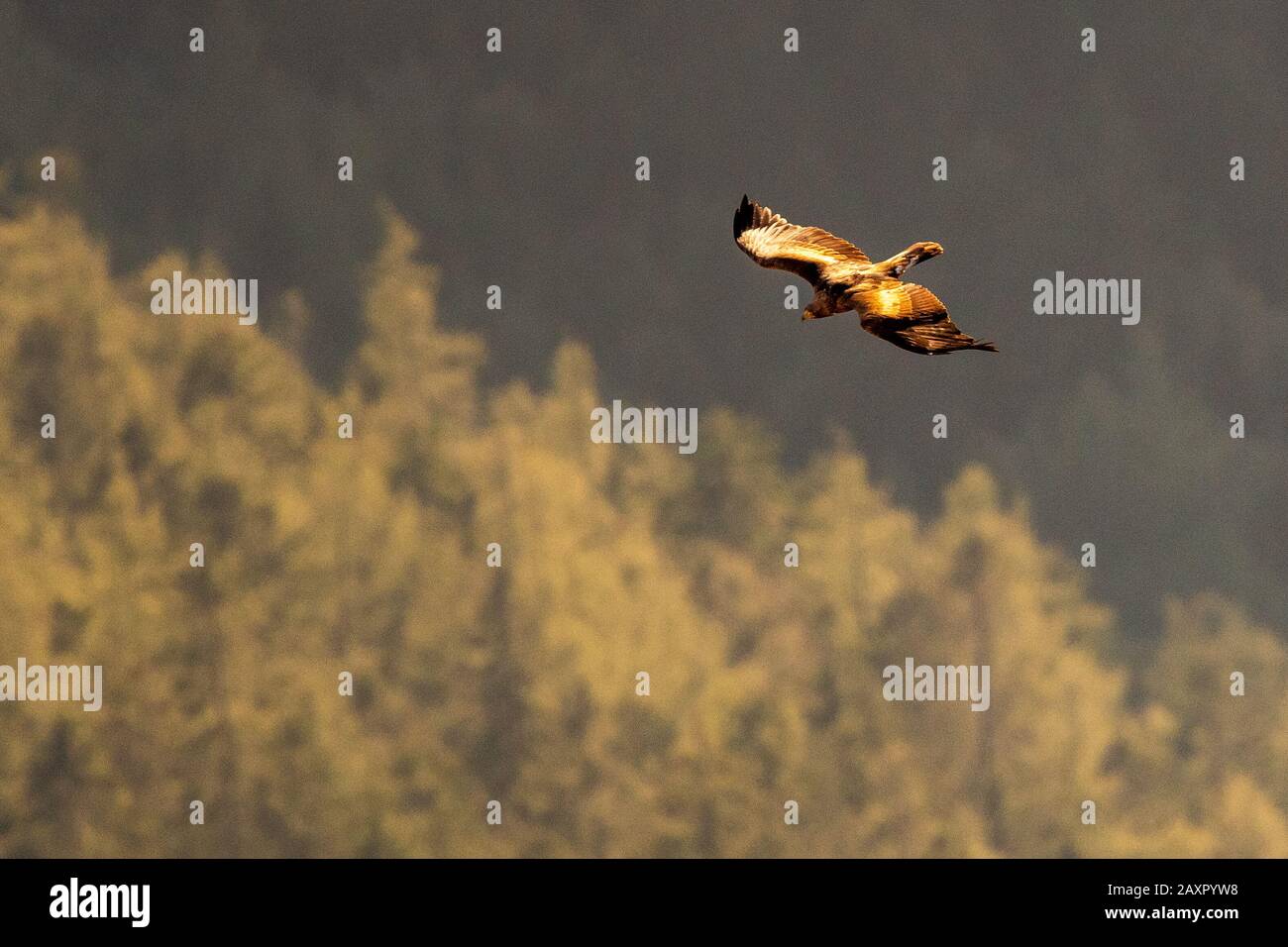 Eagle over mountains hi-res stock photography and images - Alamy