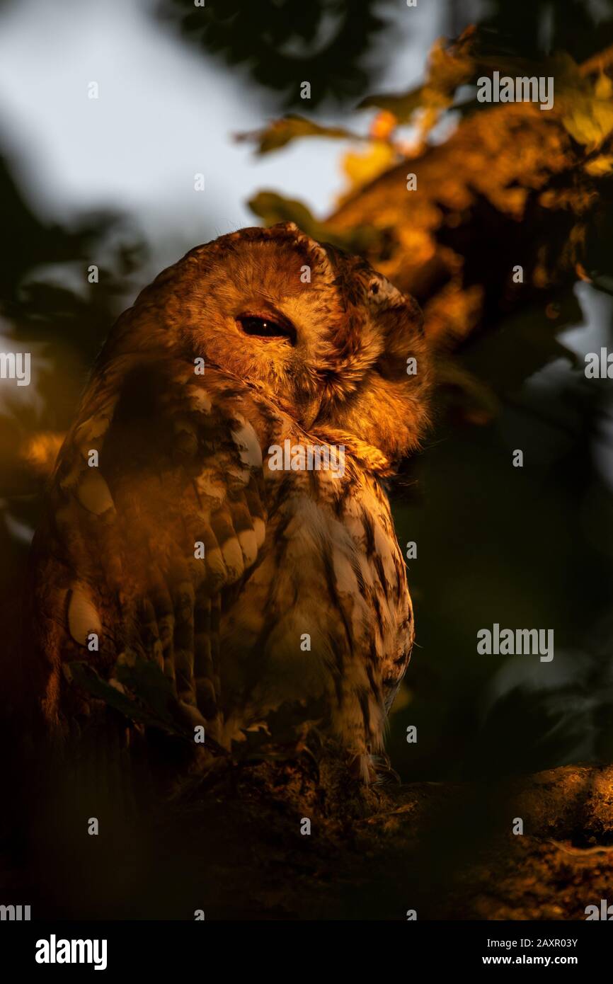 A wild tawny owl in the late evening golden evening light, sits on the ...