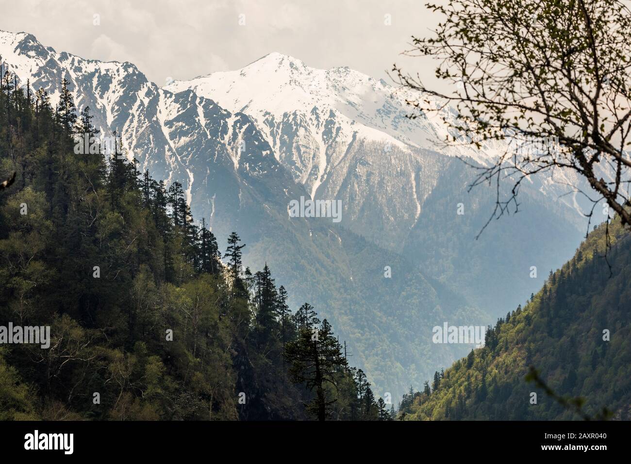 alpine landscape with snowy mountains and pine tree covered hillside ...