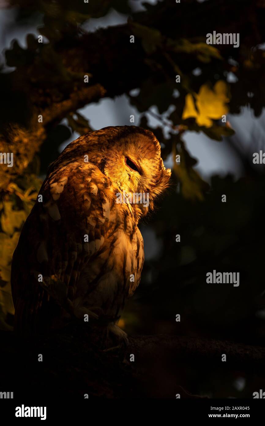 A wild tawny owl in the late evening golden evening light, sits on the ...