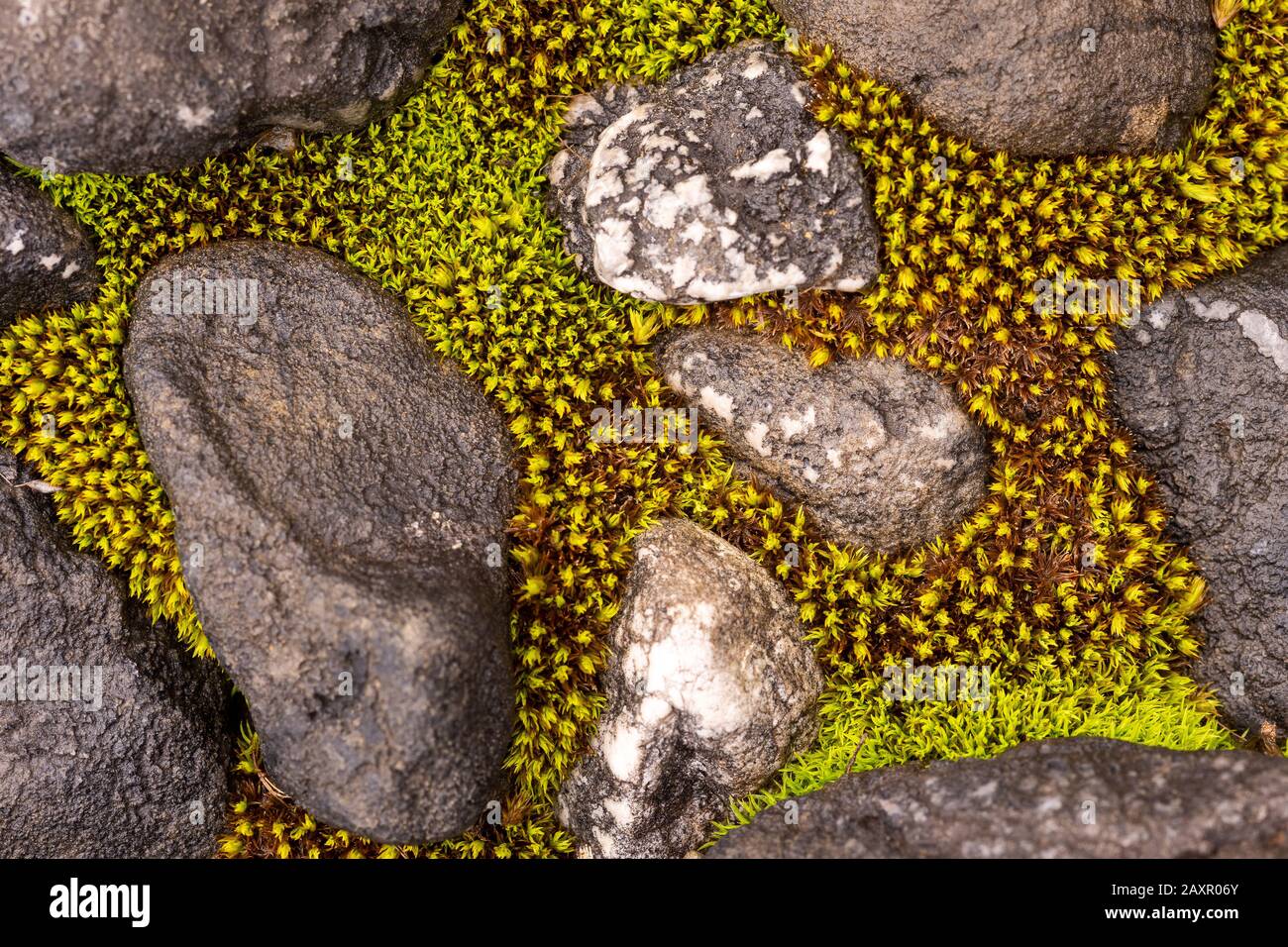Rocks in creek bed hi-res stock photography and images - Alamy