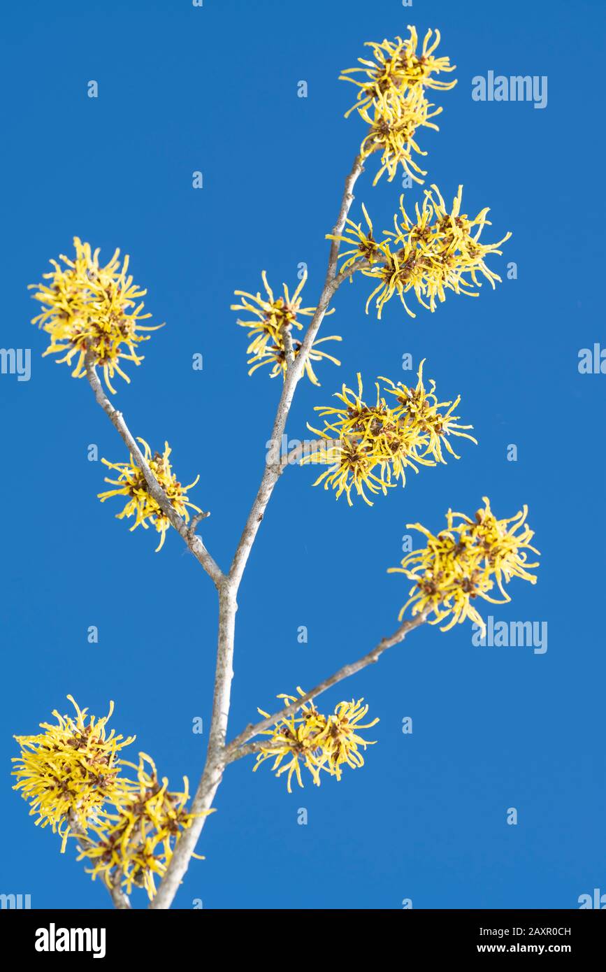 Snapping flowers hi-res stock photography and images - Alamy